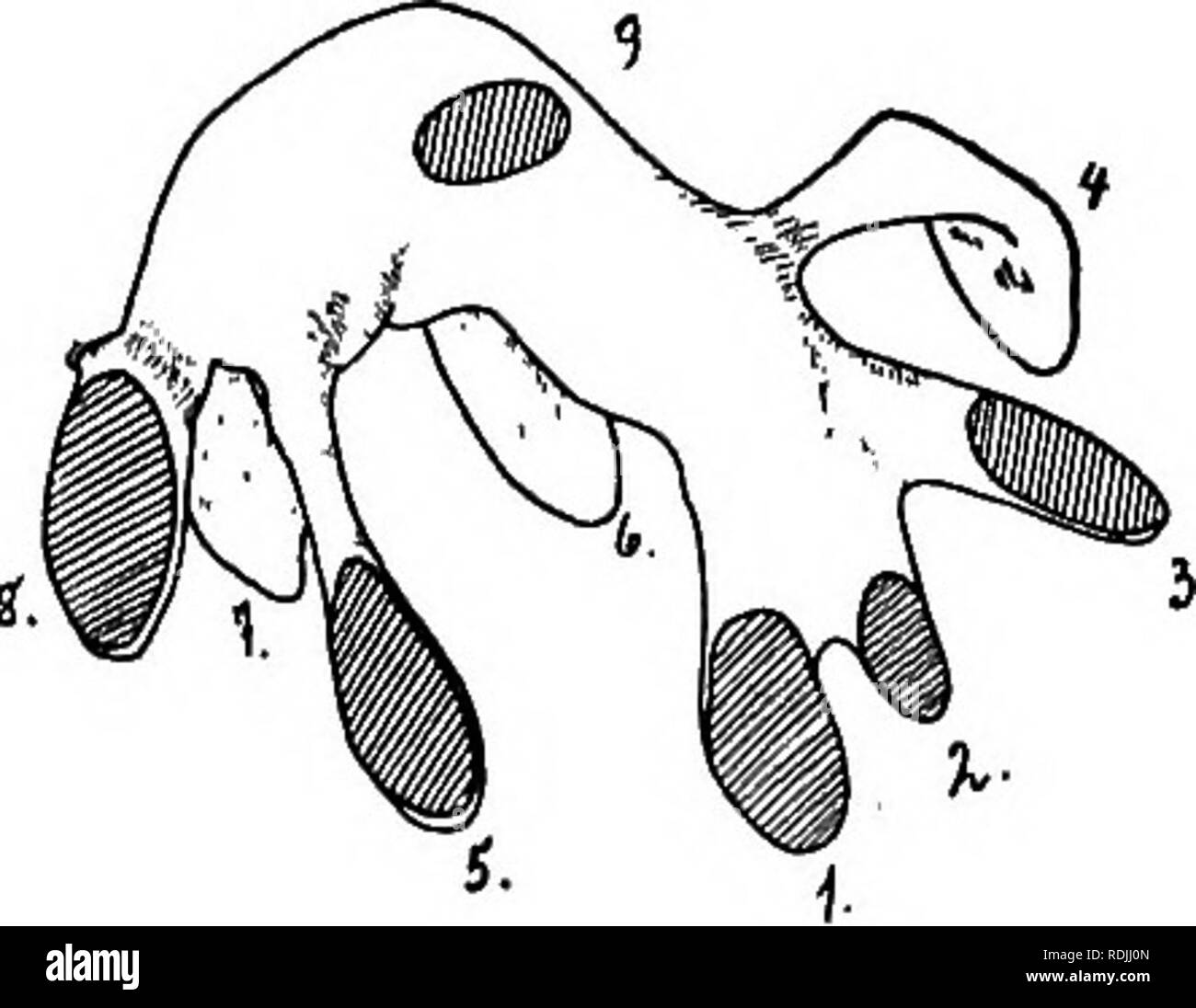 . The biology of twins (mammals) . Twins. 74 THE BIOLOGY OF TWINS. Fig ...