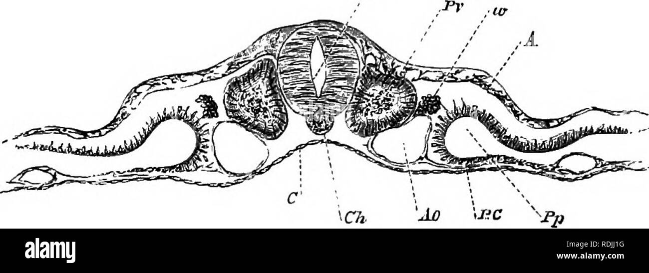 . The elements of embryology . Embryology. III.] VEETEBEAL PLATE. 69 ...