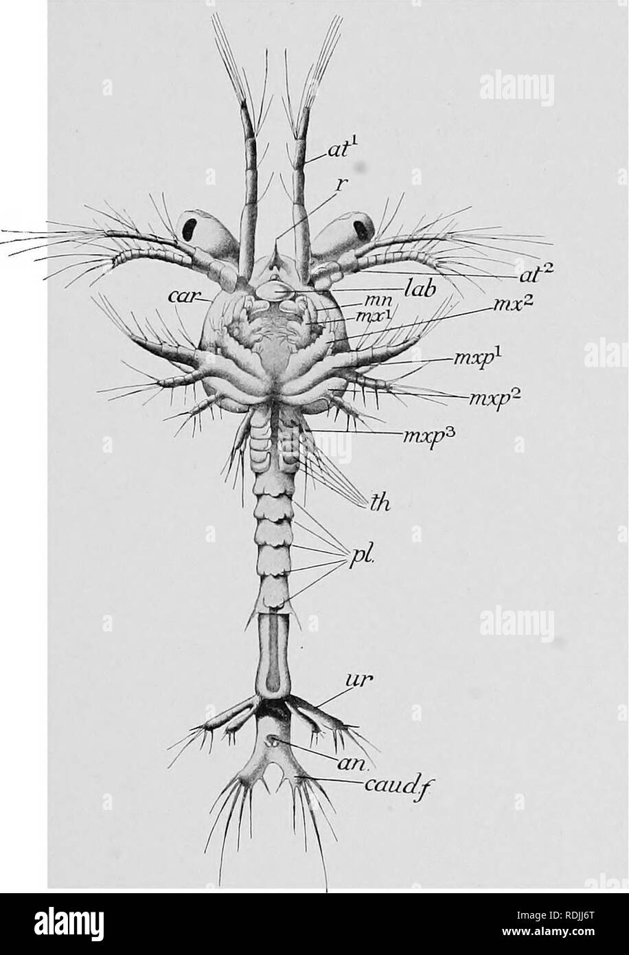Stalked compound eyes hi-res stock photography and images - Alamy
