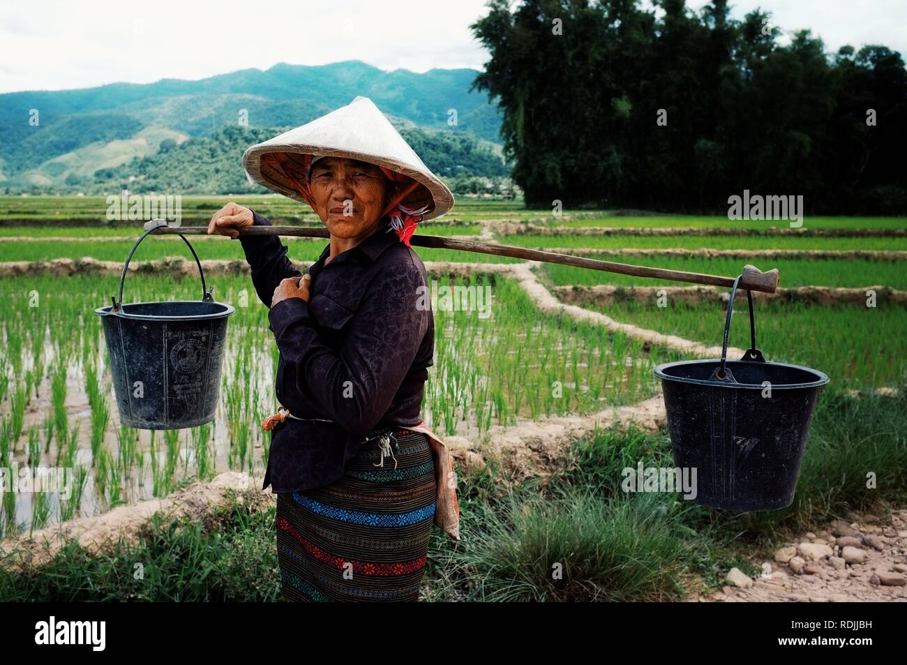 Luang Namta / Laos - JUL 06 2011: woman planting rice in the paddies at ...