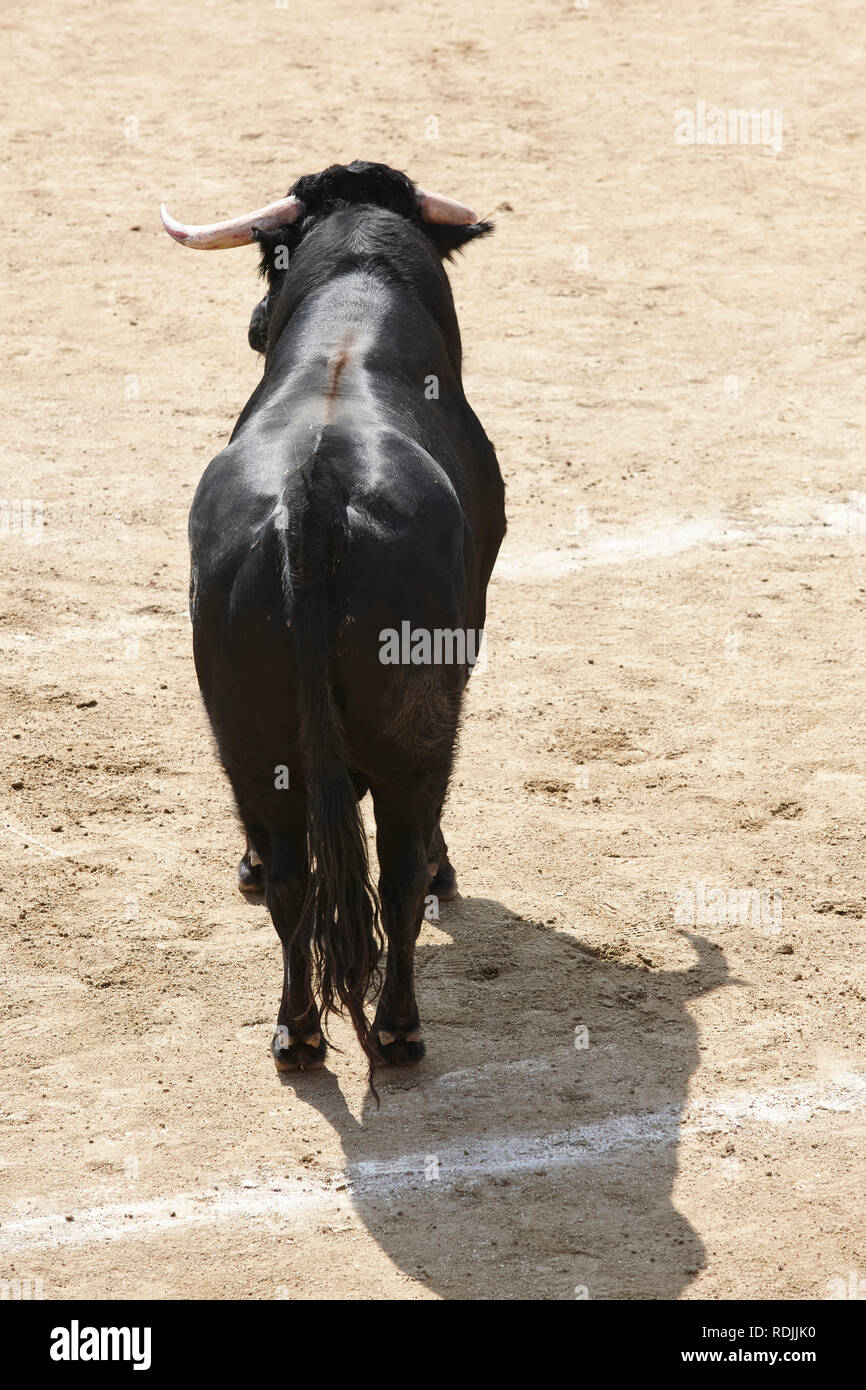 Fighting bull in the arena. Bullring. Toro bravo. Spain. Vertical Stock ...