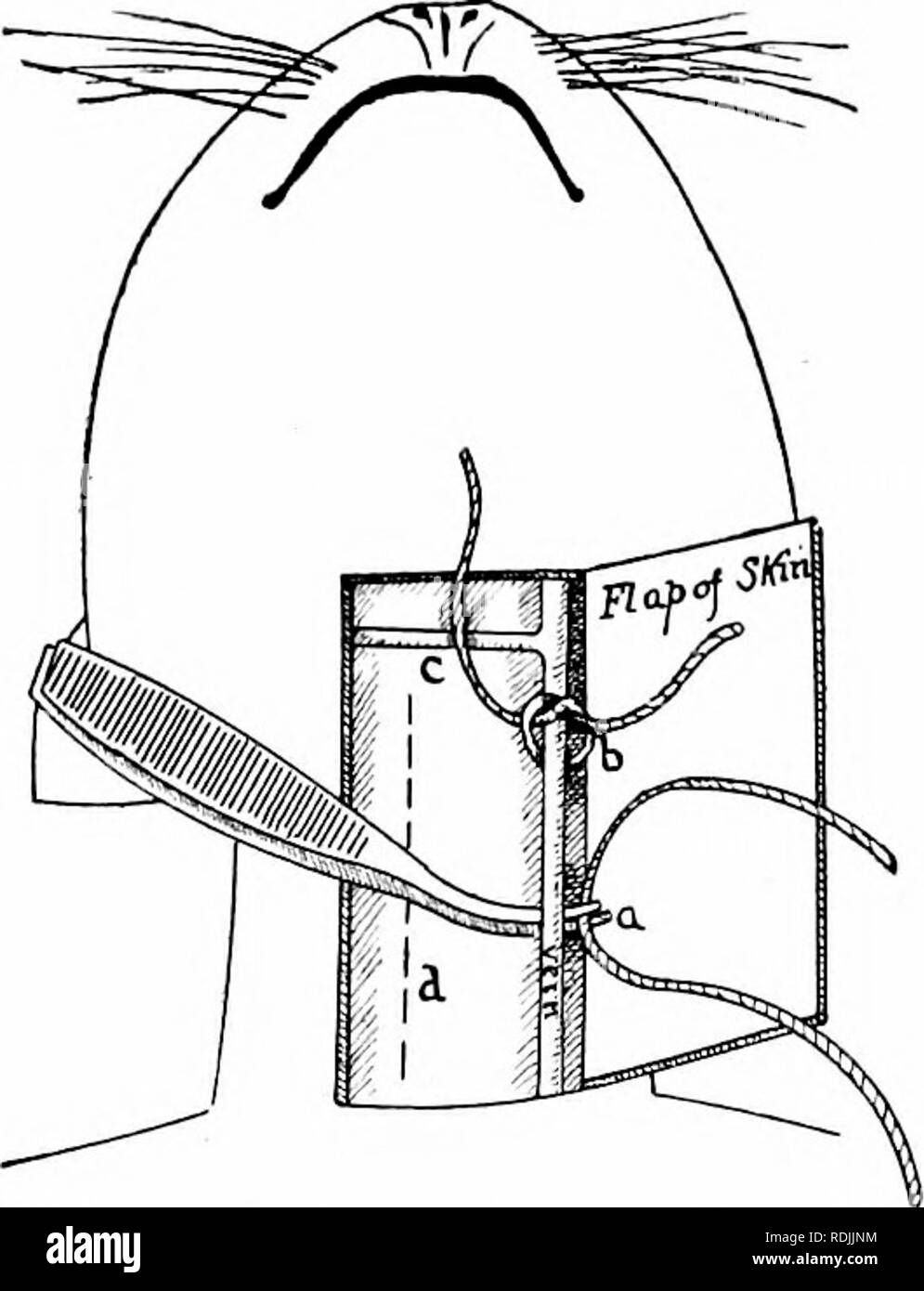 External Jugular Vein Cat