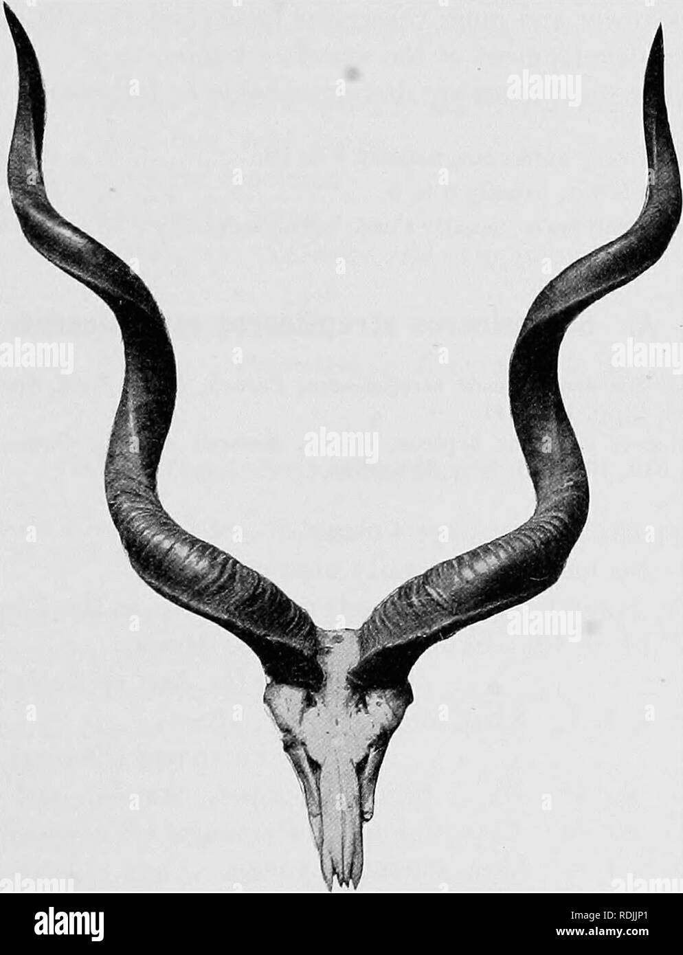 African Kudu Skull