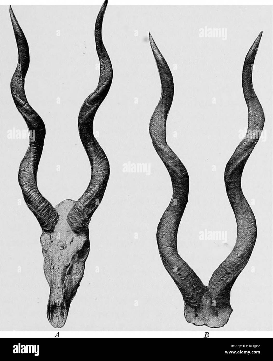 Horns on base Black and White Stock Photos & Images - Alamy