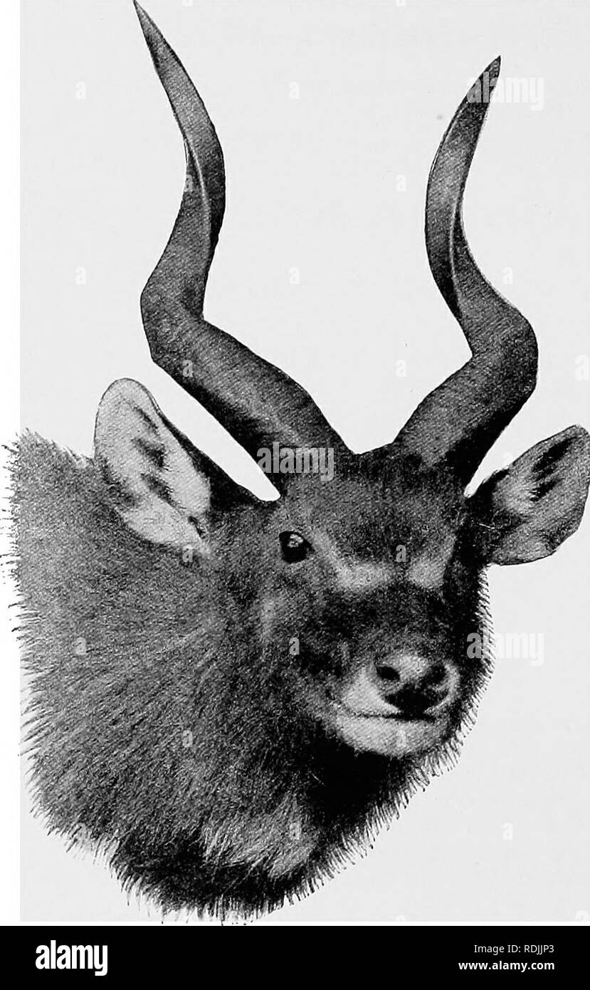 Horns on base Black and White Stock Photos & Images - Alamy