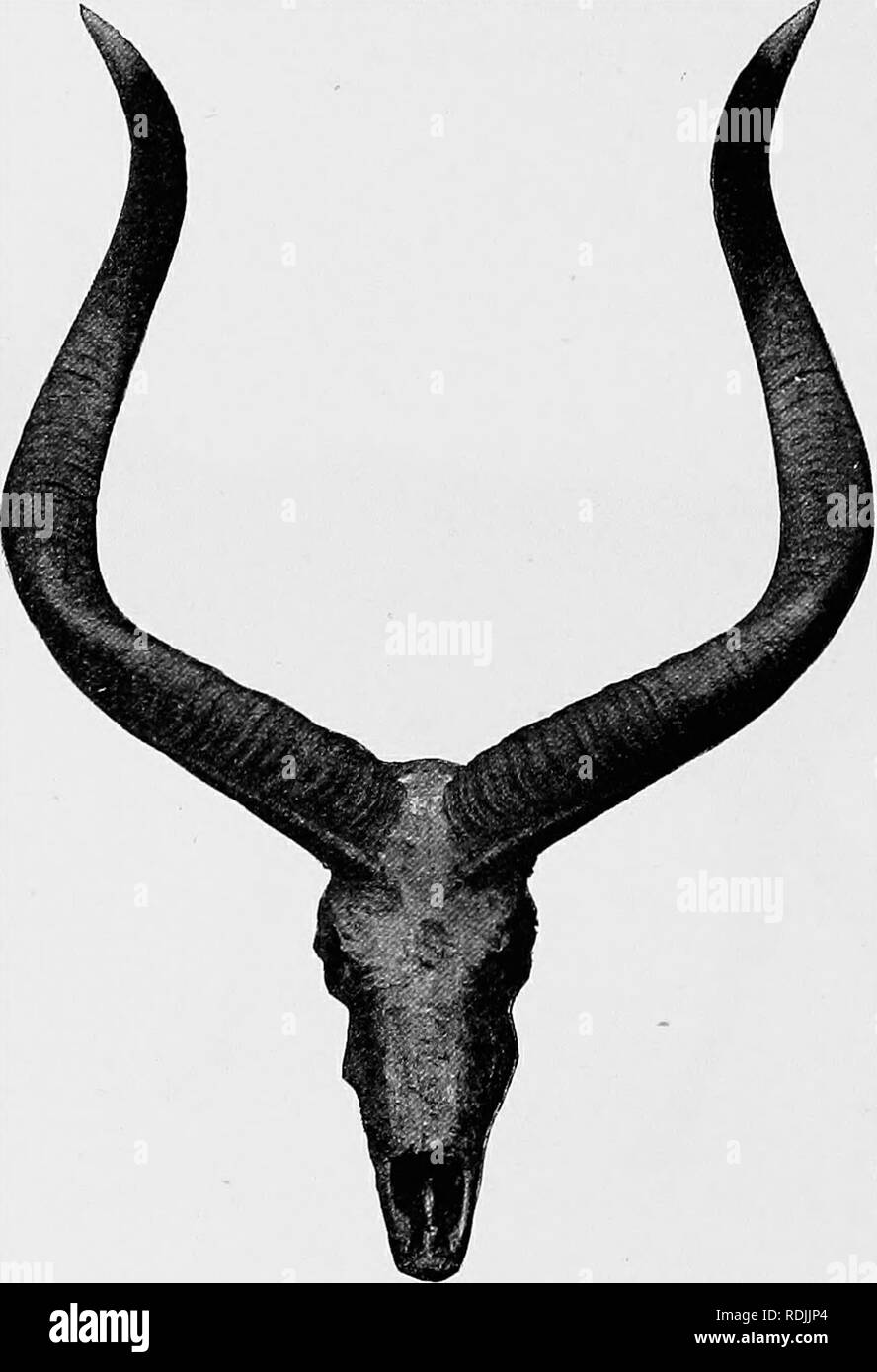 . Catalogue of the ungulate mammals in the British Museum (Natural ...