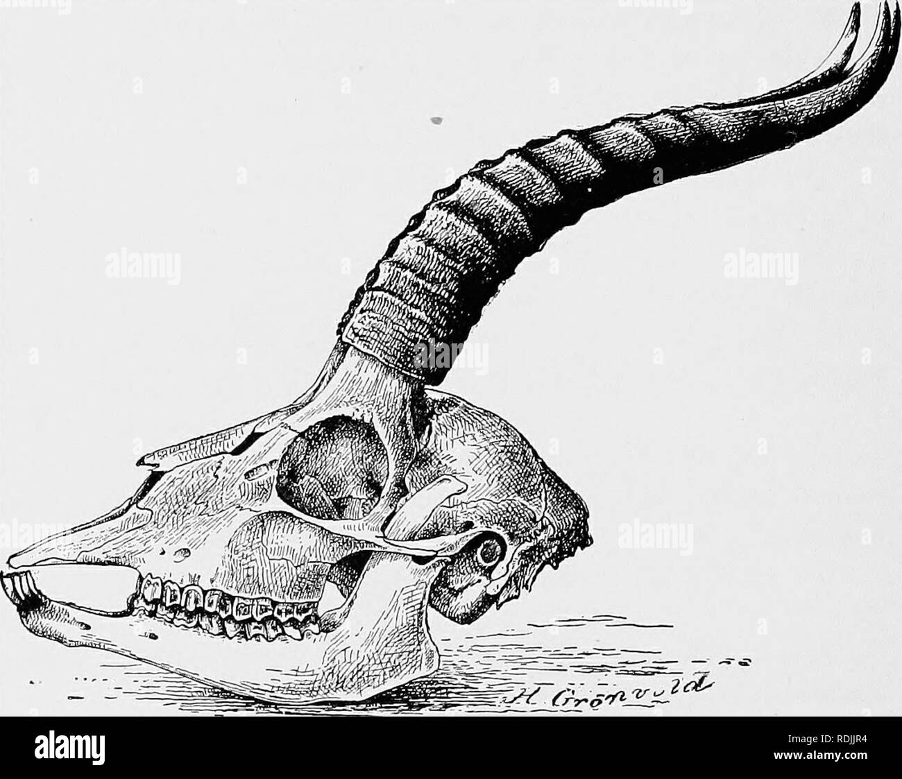 Gazelle skull hi-res stock photography and images - Alamy