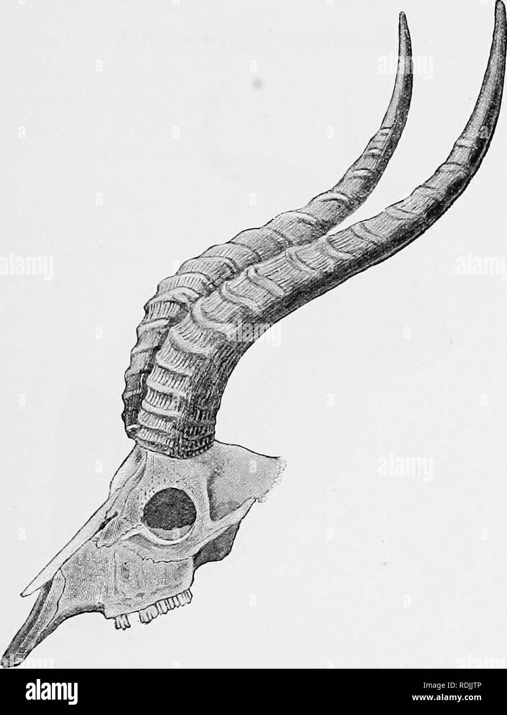 Koh pou hi-res stock photography and images - Alamy