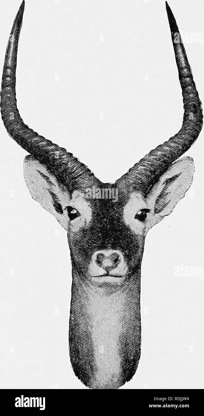 Impala Skull Drawing