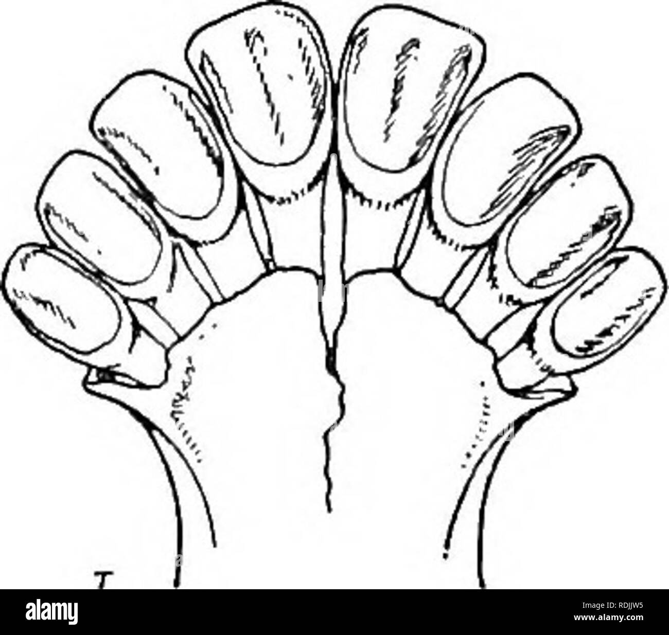 . Catalogue of the ungulate mammals in the British Museum (Natural ...