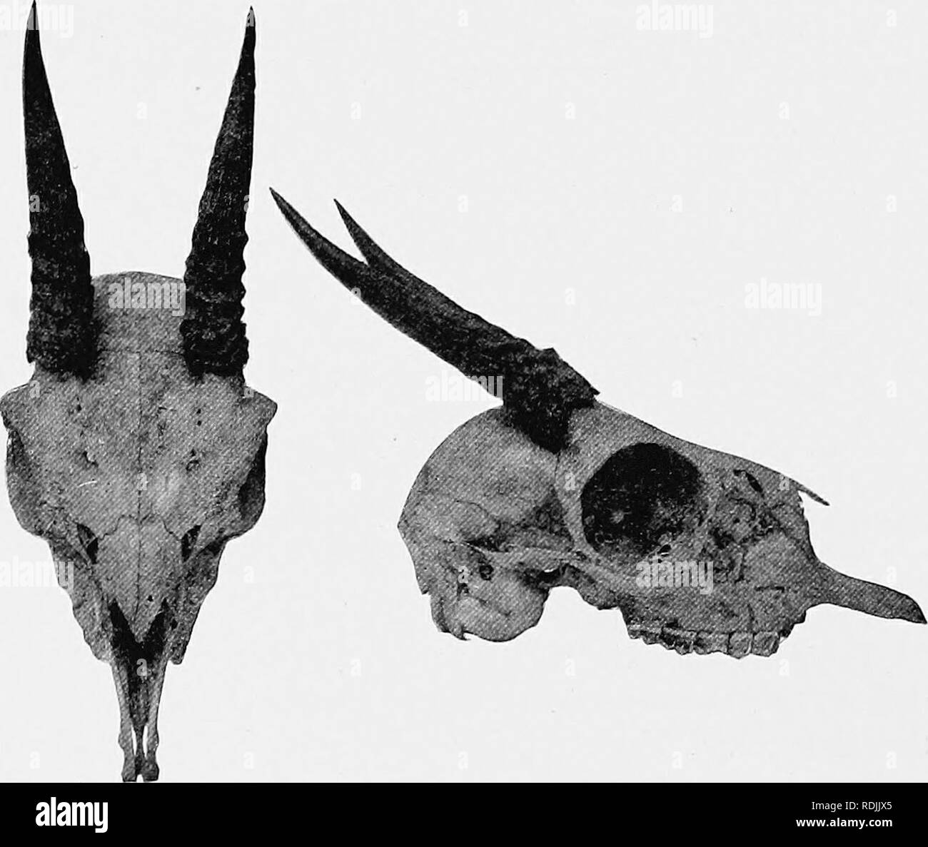 . Catalogue of the ungulate mammals in the British Museum (Natural ...