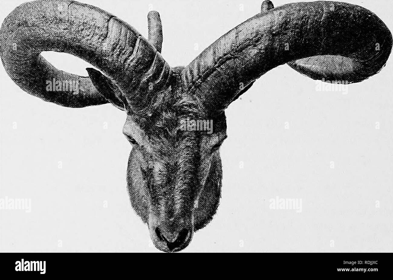 Dark dorsal stripe Black and White Stock Photos & Images - Alamy