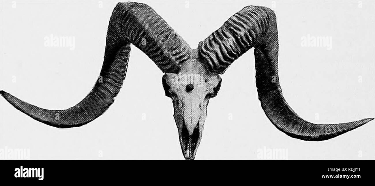 Ovis Poli High Resolution Stock Photography and Images - Alamy