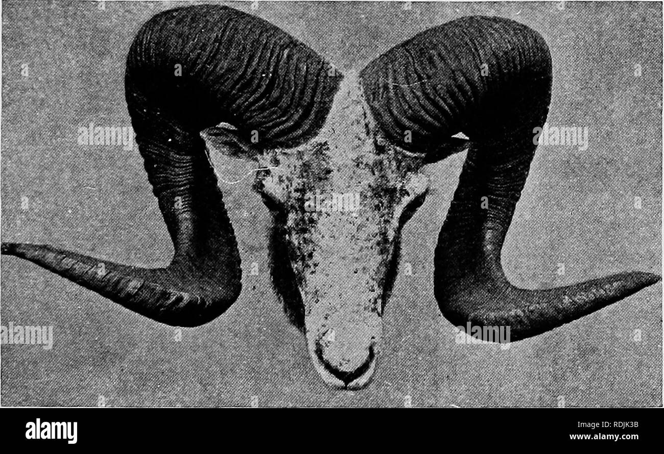 Altai argali hi-res stock photography and images - Alamy