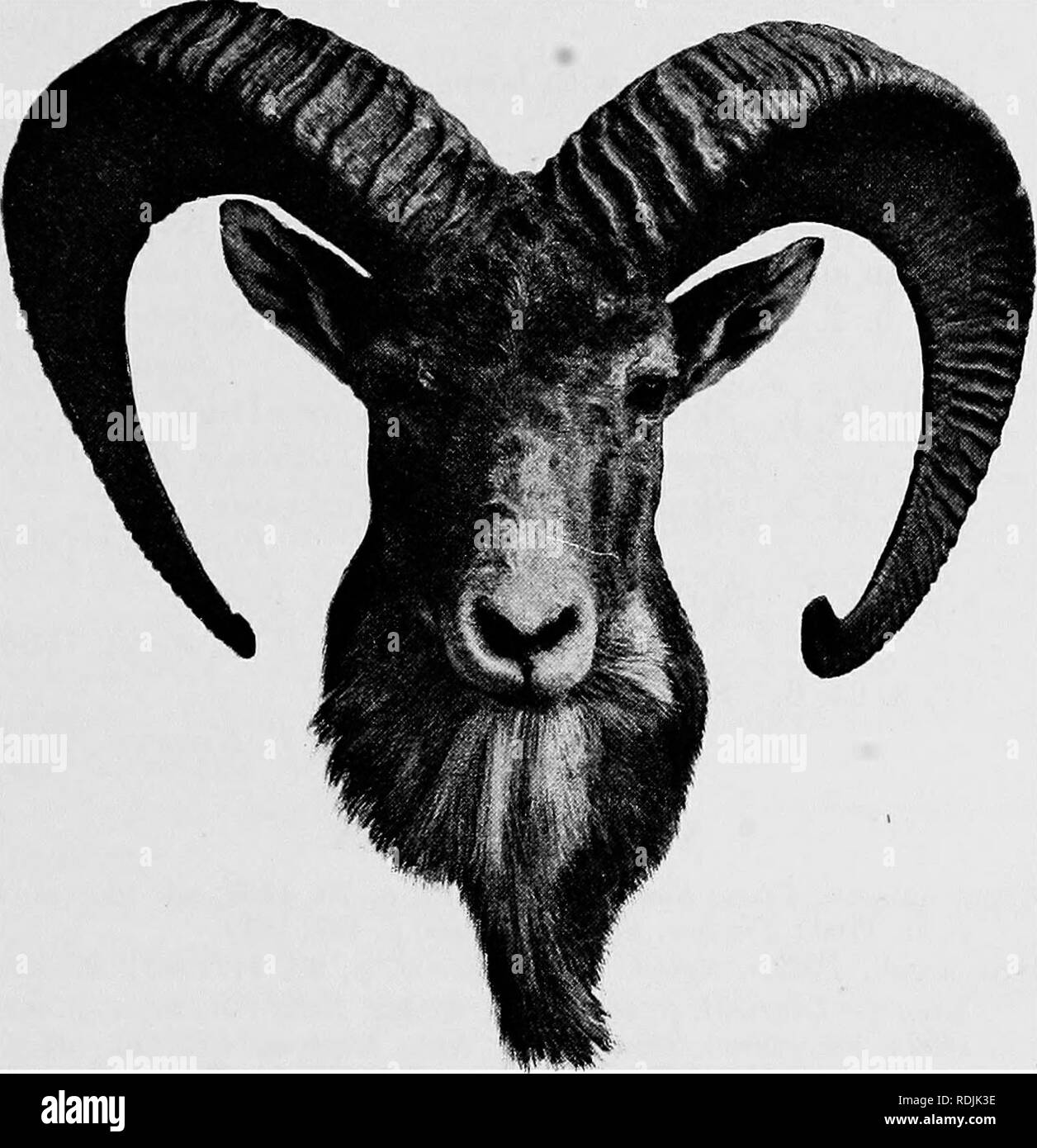 Ovis vignei hi-res stock photography and images - Alamy