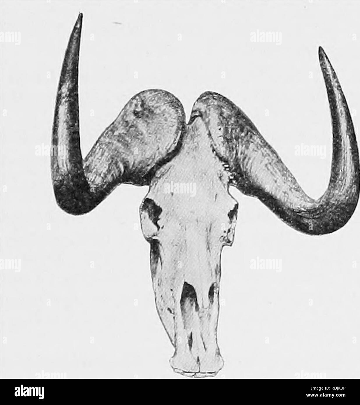 Pig Skeleton Black and White Stock Photos & Images - Alamy