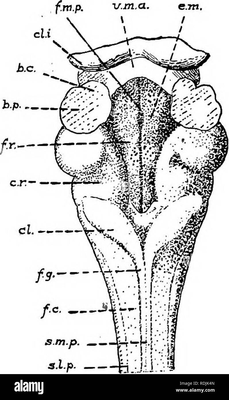 . Practical anatomy of the rabbit : an elementary laboratory textbook ...