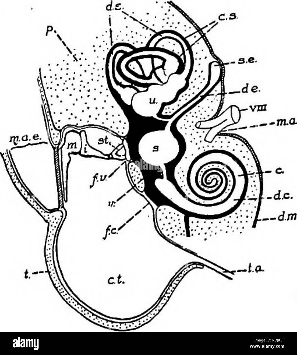 . Practical anatomy of the rabbit : an elementary laboratory textbook ...