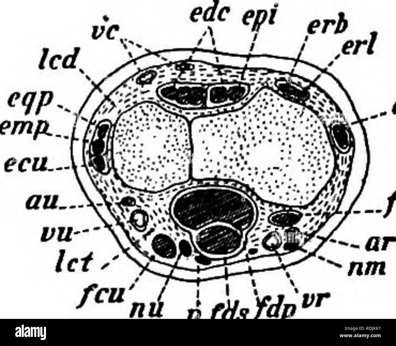 . Practical anatomy of the rabbit : an elementary laboratory textbook ...