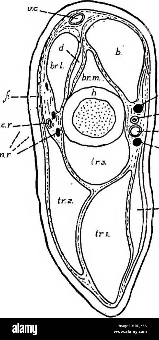 . Practical anatomy of the rabbit : an elementary laboratory textbook ...