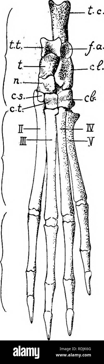 . Practical anatomy of the rabbit : an elementary laboratory textbook ...