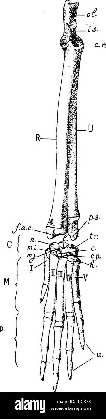 . Practical anatomy of the rabbit : an elementary laboratory textbook ...