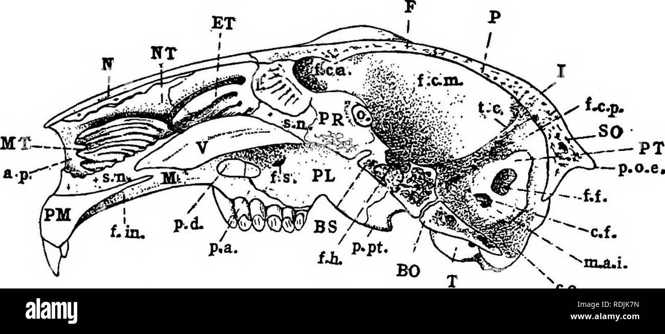 . Practical anatomy of the rabbit : an elementary laboratory textbook ...