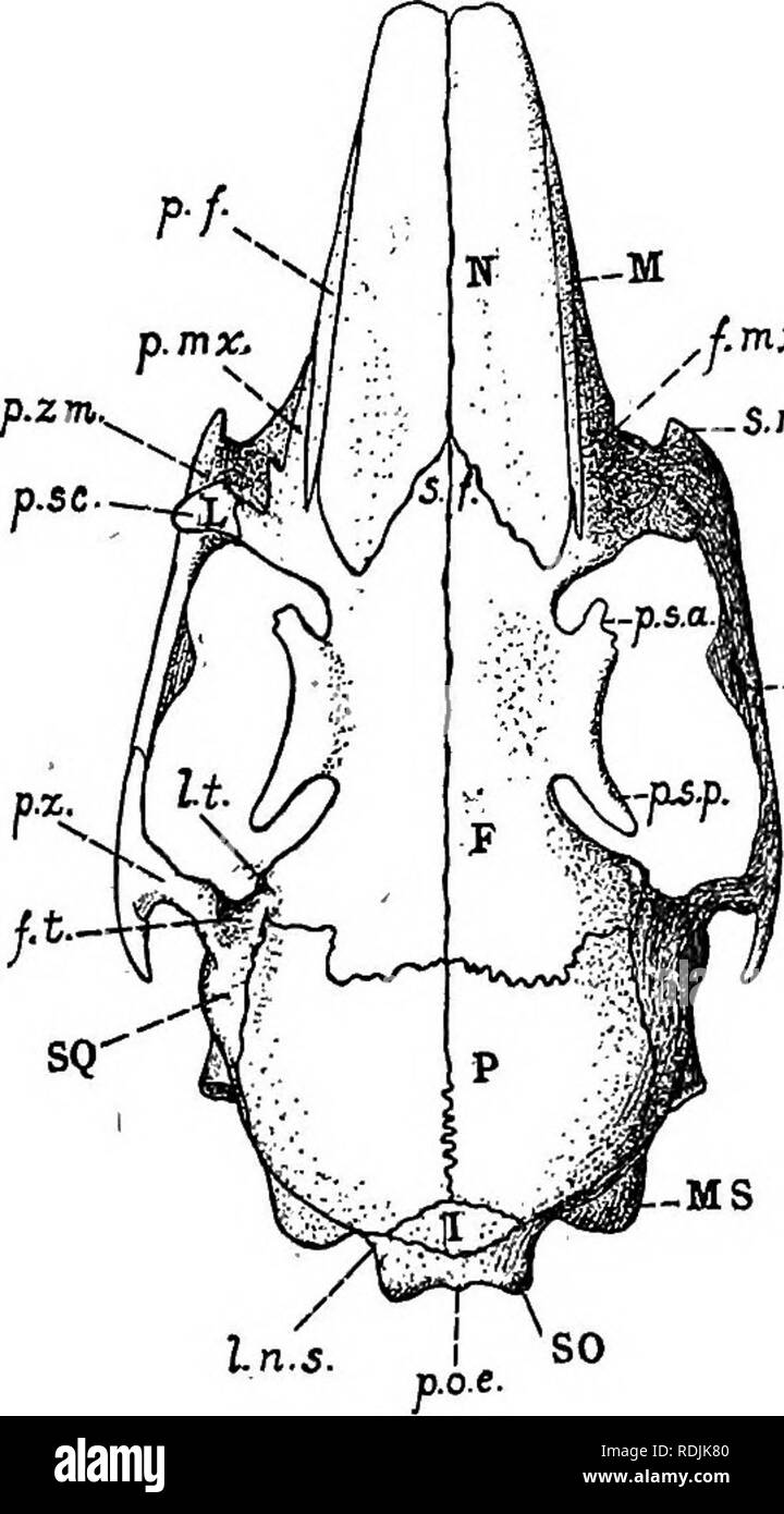. Practical anatomy of the rabbit : an elementary laboratory textbook ...