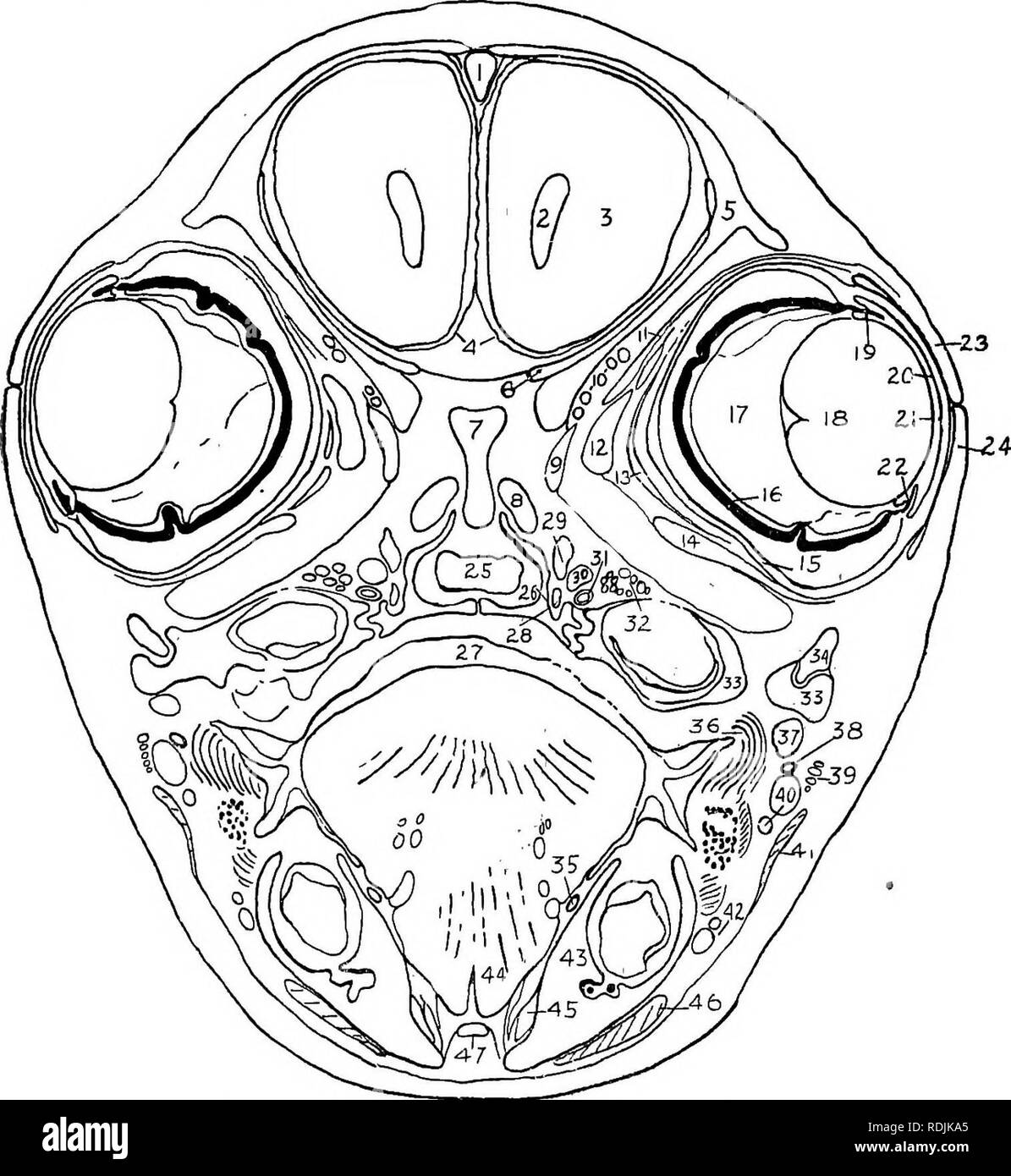 . Practical anatomy of the rabbit : an elementary laboratory textbook ...