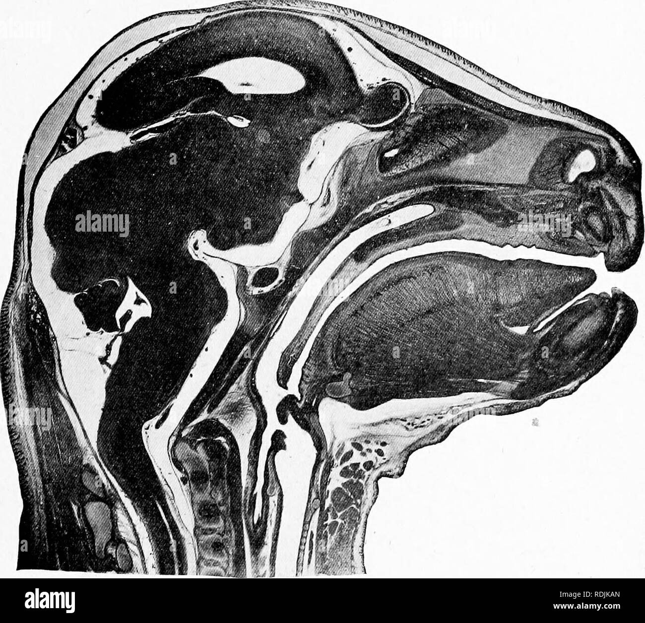 . Practical anatomy of the rabbit : an elementary laboratory textbook ...