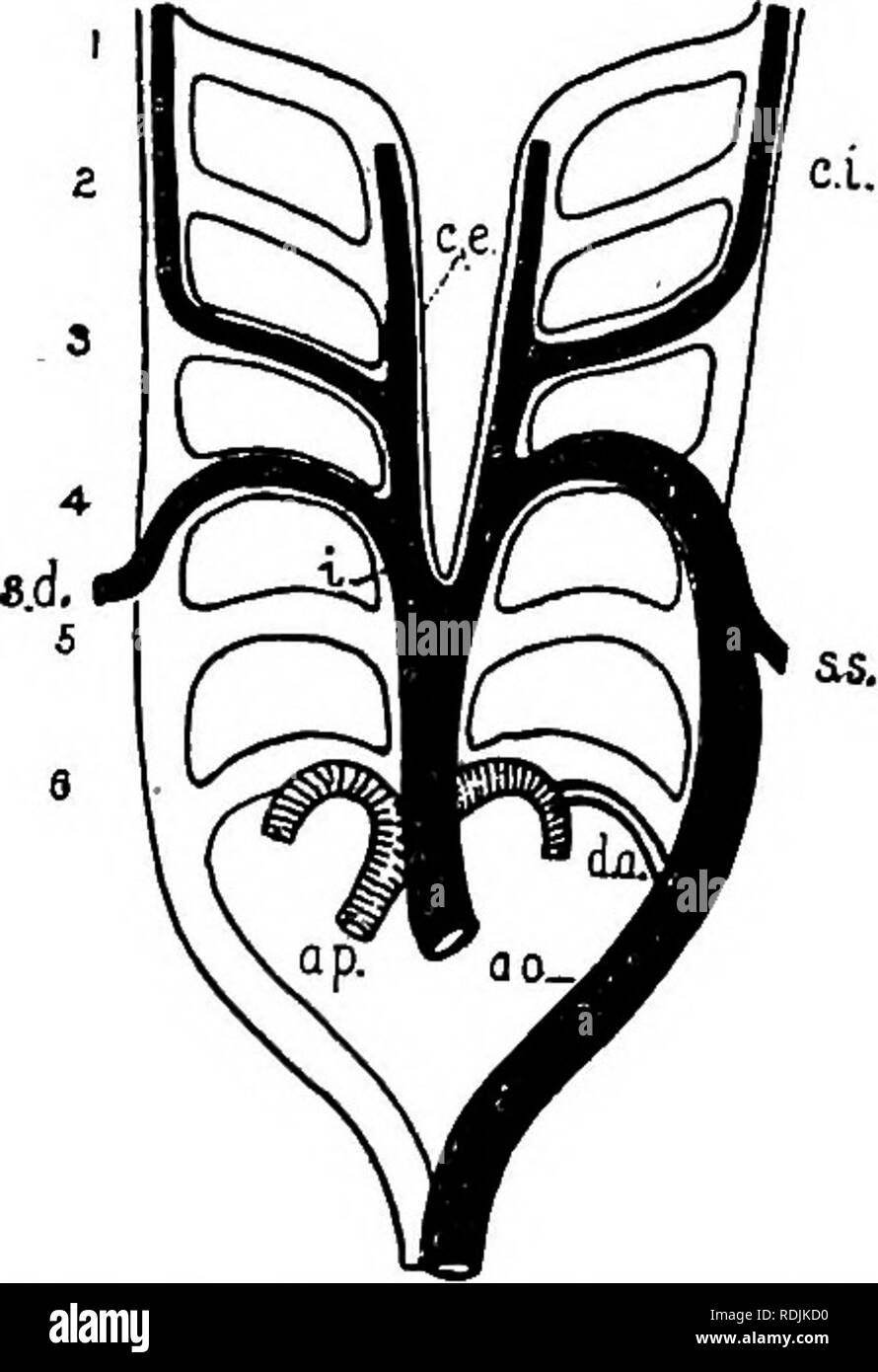 Circulatory System Of Rabbit Anatomy Diagram Of A Rabbit" Magnet For