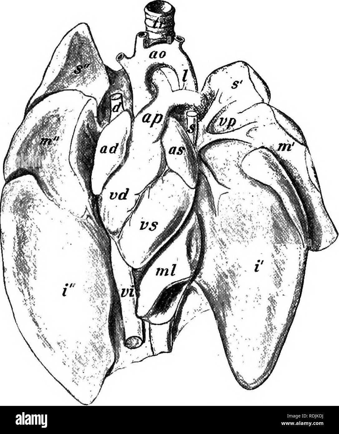 . Practical anatomy of the rabbit : an elementary laboratory textbook ...