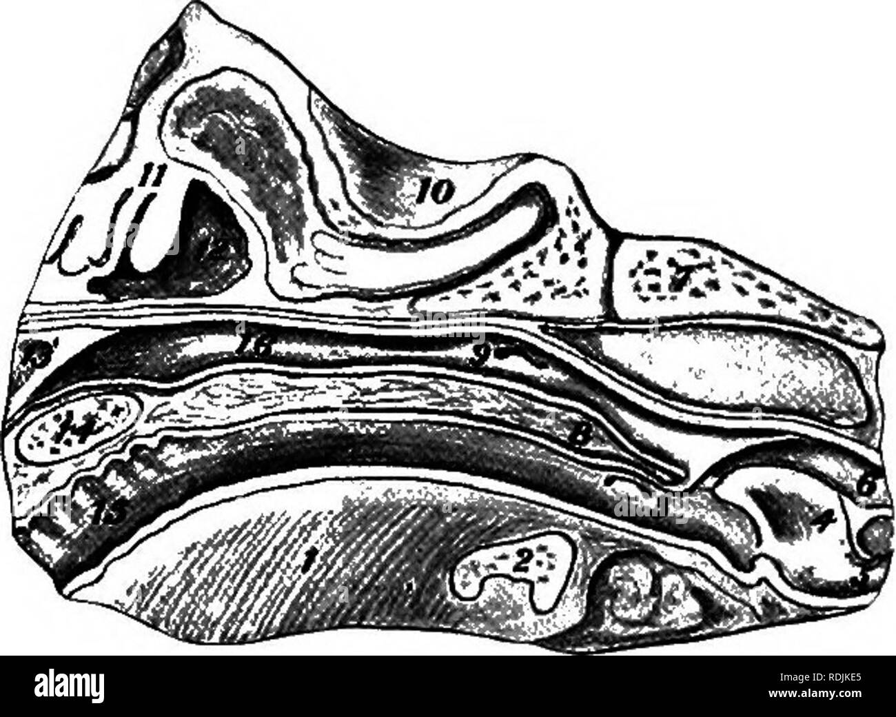 . Practical anatomy of the rabbit : an elementary laboratory textbook ...