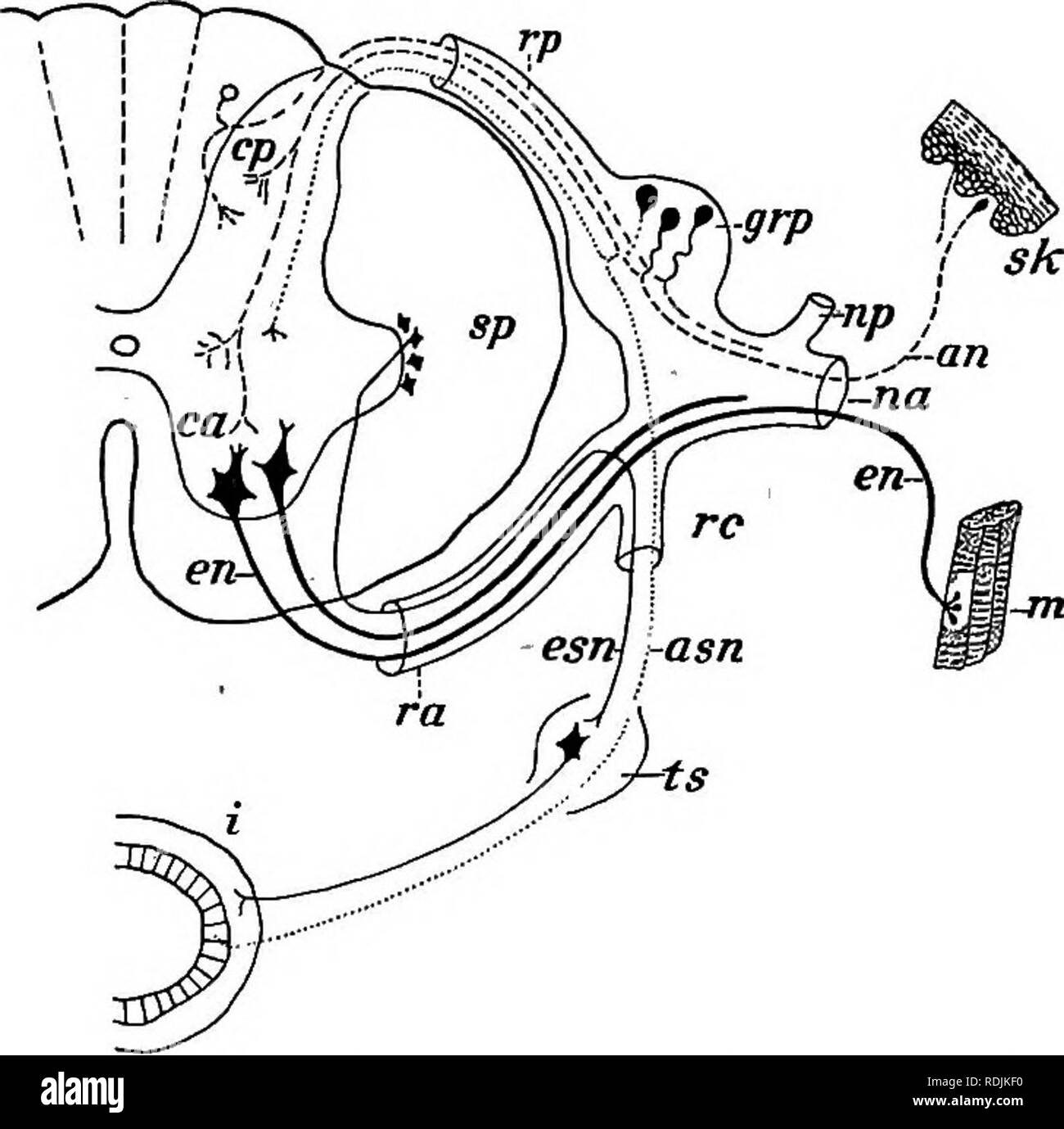 Circulatory System Of Rabbit