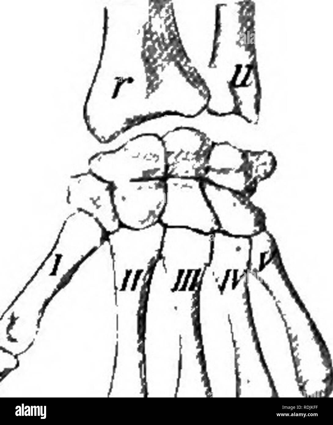 . Practical anatomy of the rabbit : an elementary laboratory textbook ...