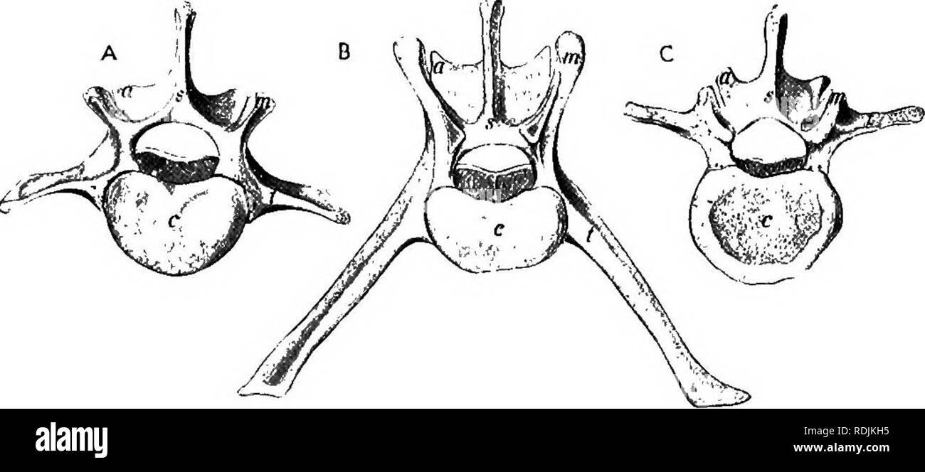 Spinous process Black and White Stock Photos & Images - Alamy