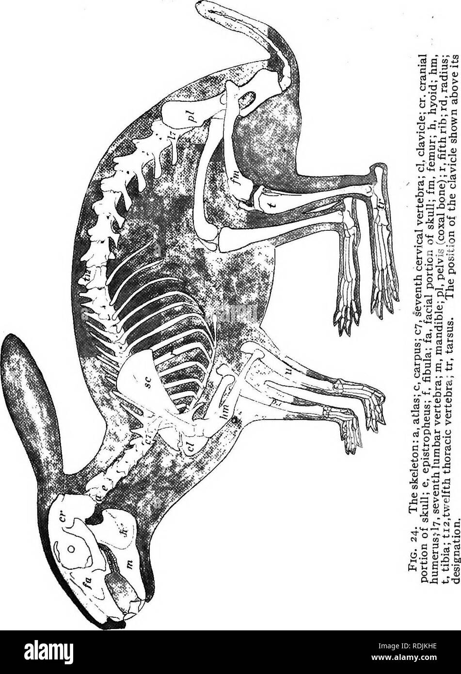 . Practical anatomy of the rabbit : an elementary laboratory textbook ...