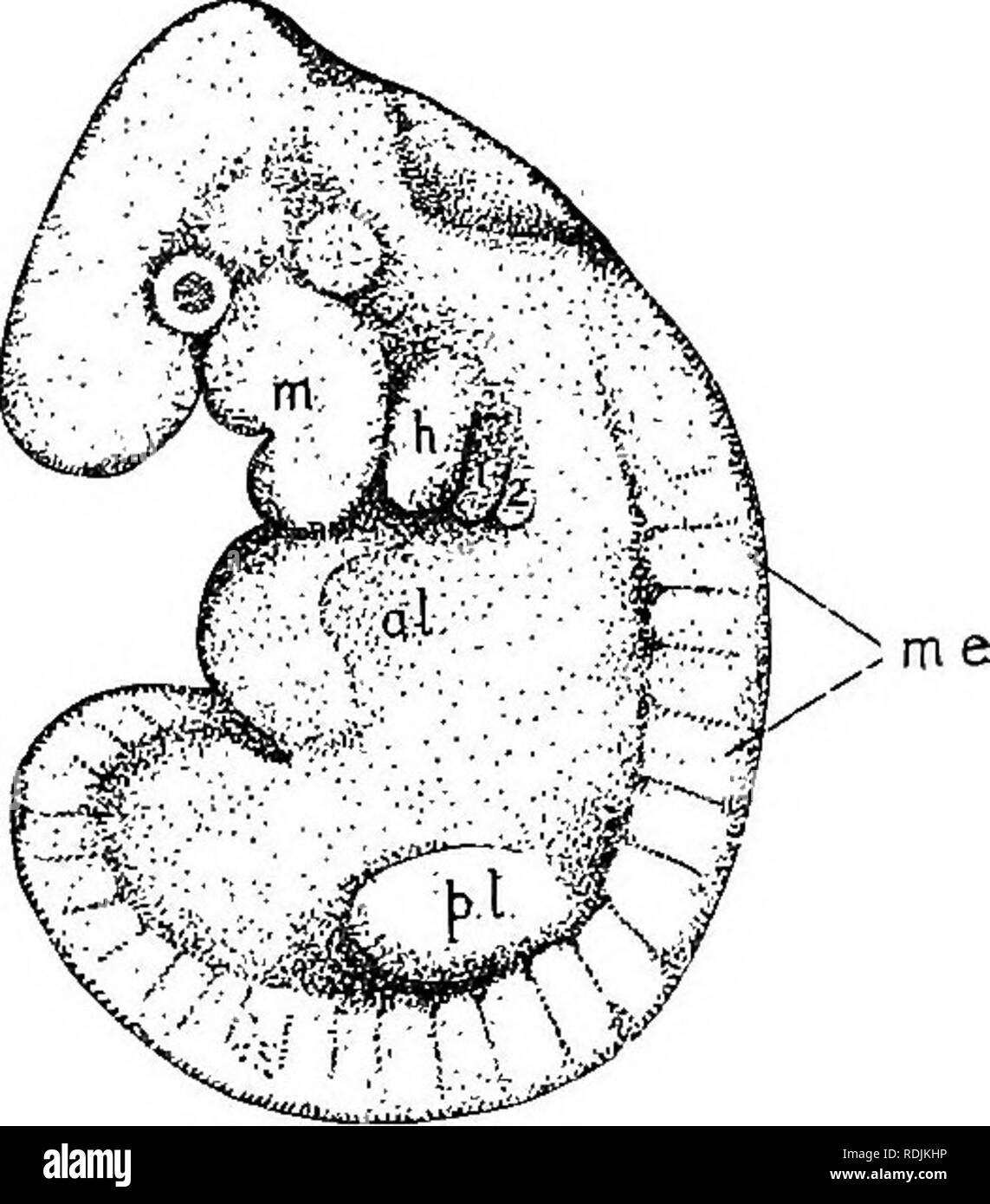 Urethra male female Black and White Stock Photos & Images - Alamy