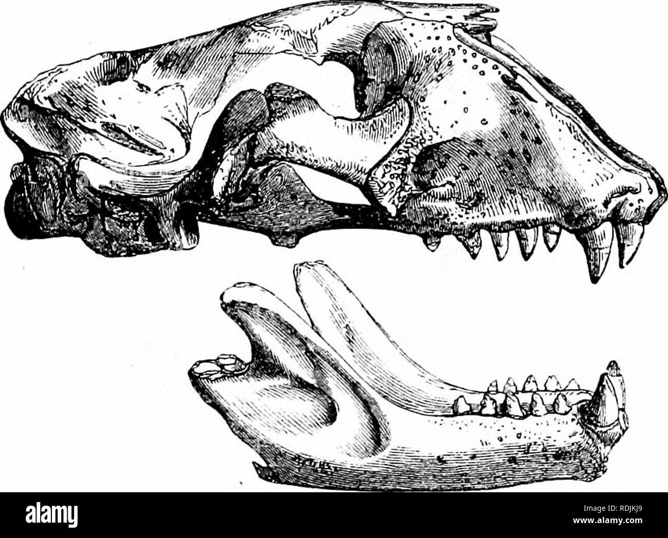 . Hand-list of seals, morses, sea-lions, and sea-bears in the British ...