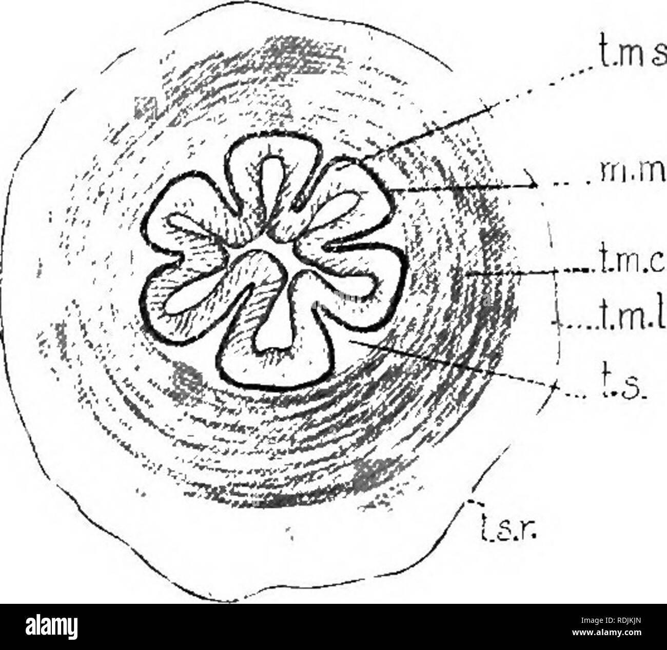Rabbit Heart Diagram