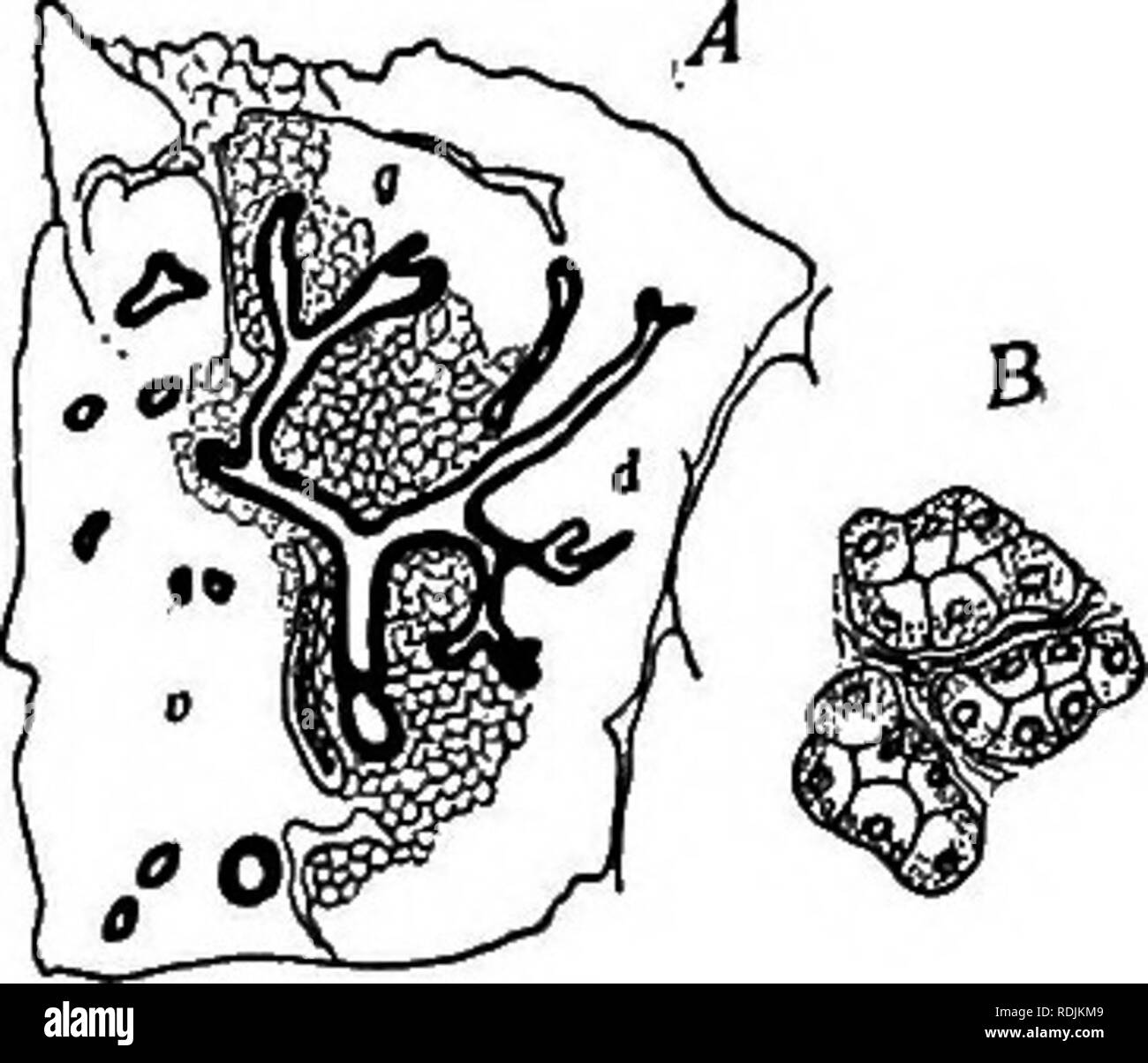 . Practical anatomy of the rabbit : an elementary laboratory textbook ...