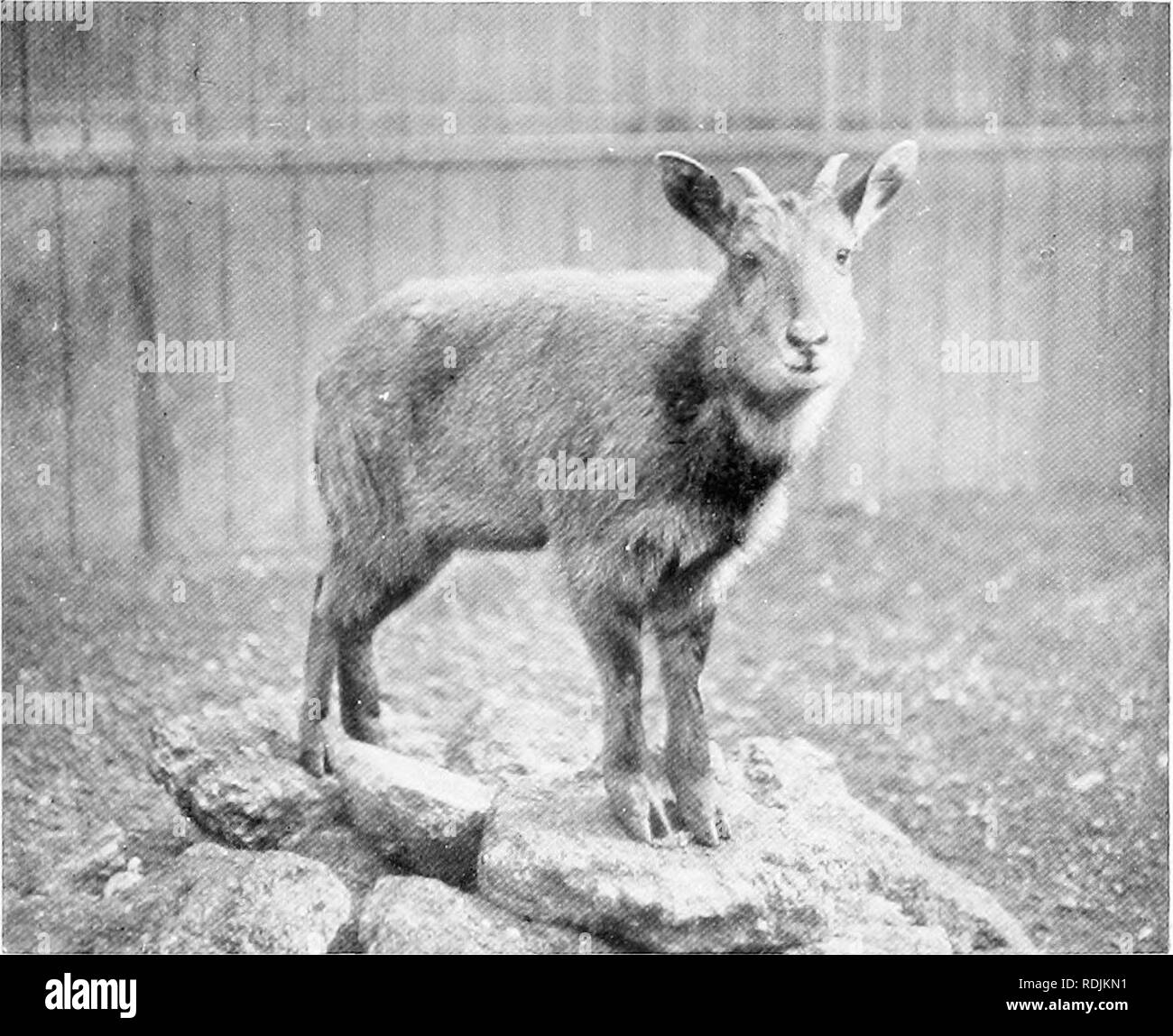 The himalayan goral Black and White Stock Photos & Images - Alamy