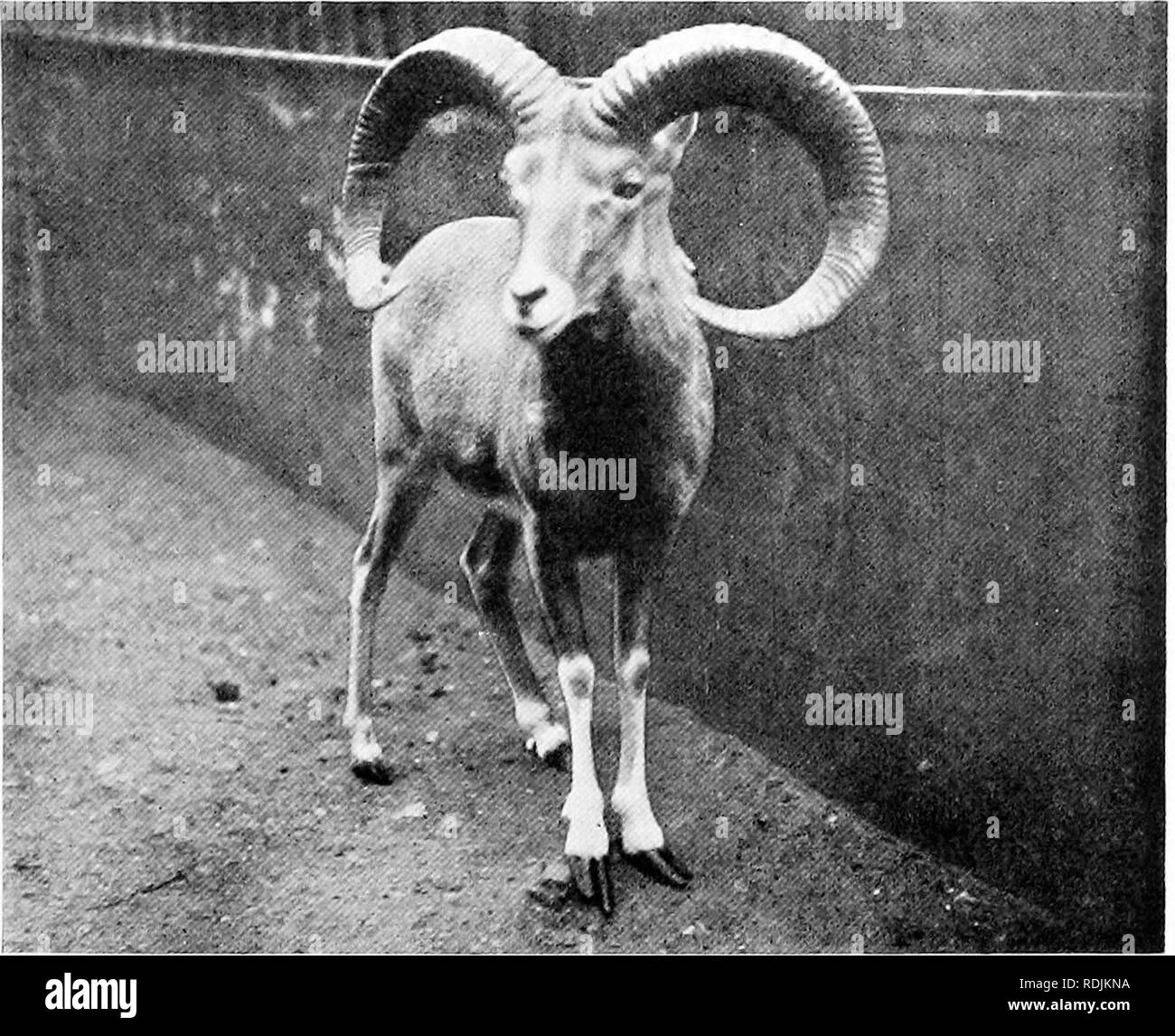 Punjab urial hi-res stock photography and images - Alamy
