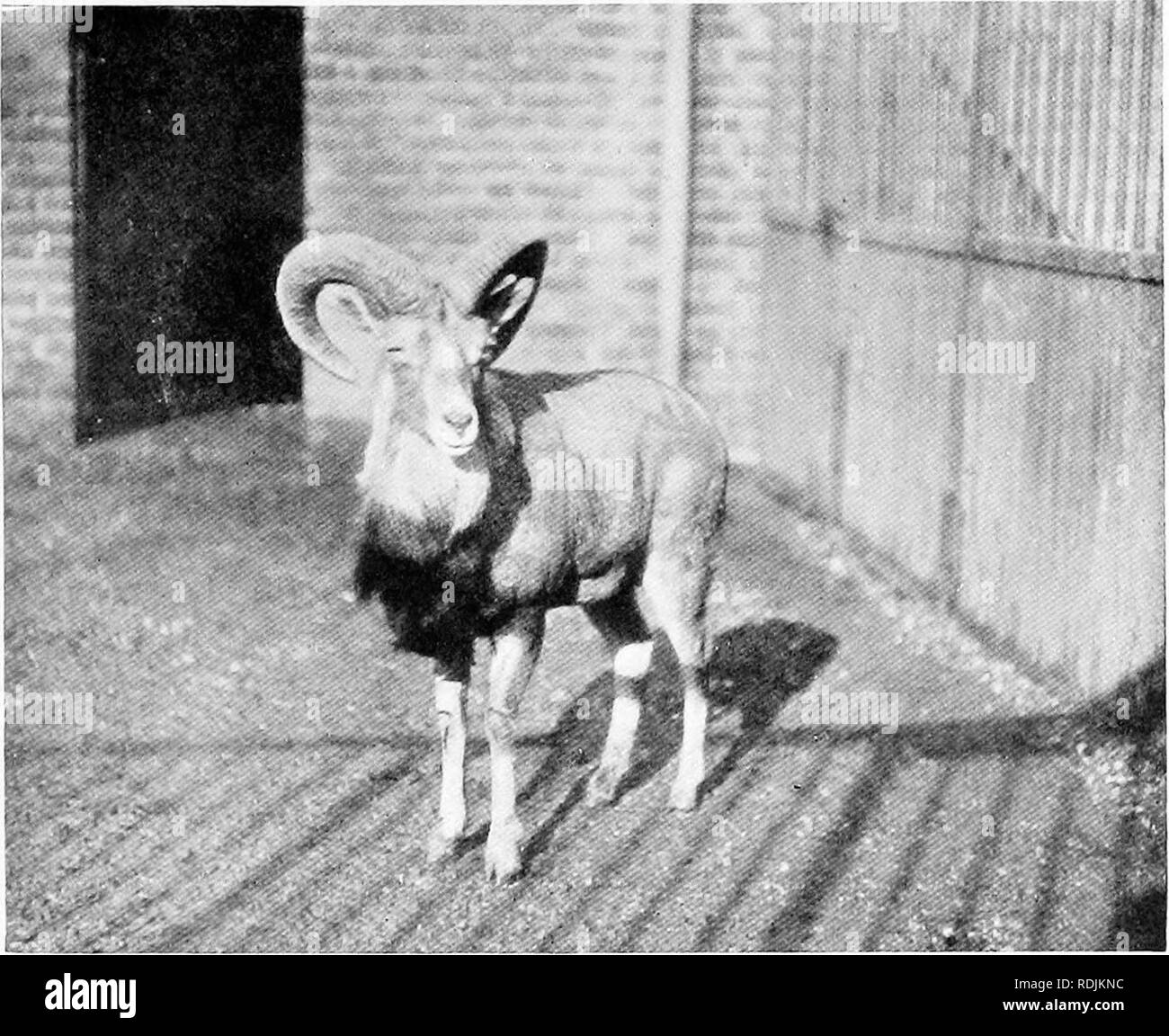 Punjab urial hi-res stock photography and images - Alamy