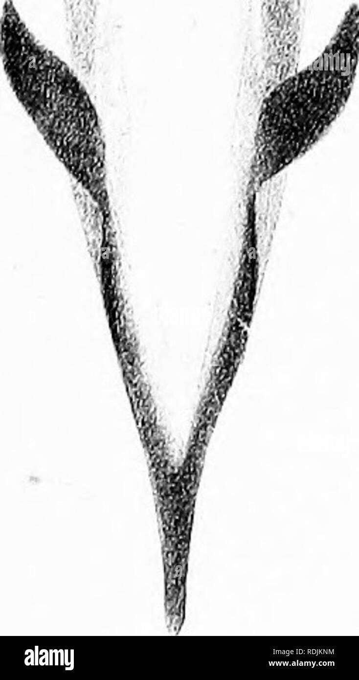 Charles melville scammon Black and White Stock Photos & Images - Alamy