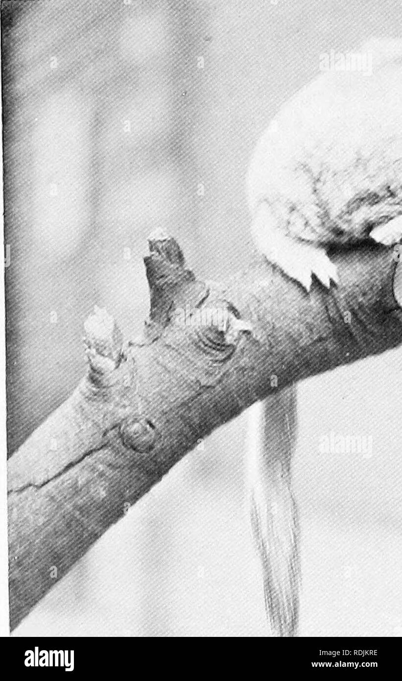 Opossum illustrations hi-res stock photography and images - Alamy