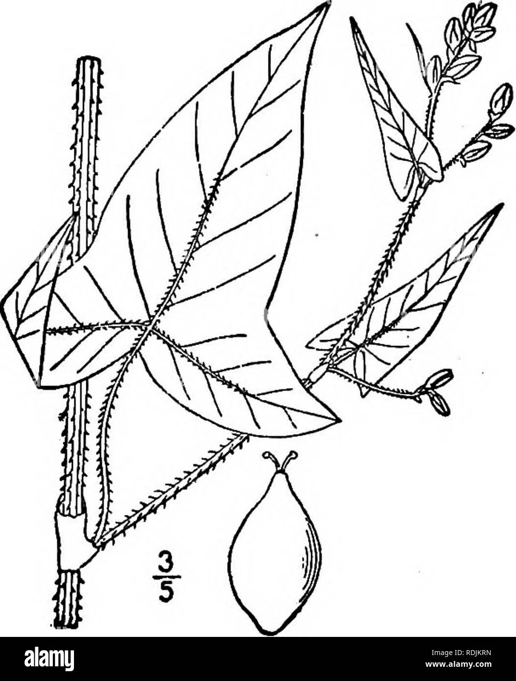 Hastate leaves Black and White Stock Photos & Images - Alamy