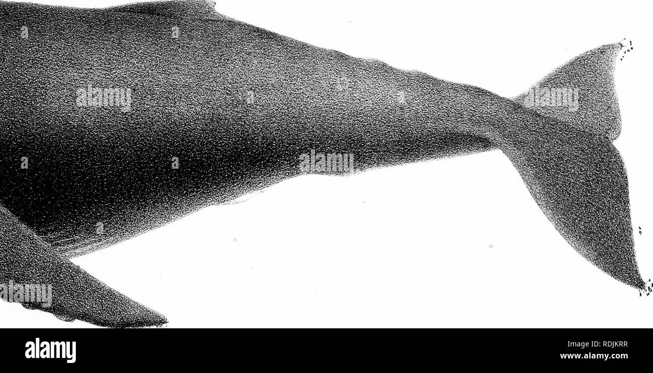 Charles melville scammon Black and White Stock Photos & Images - Alamy