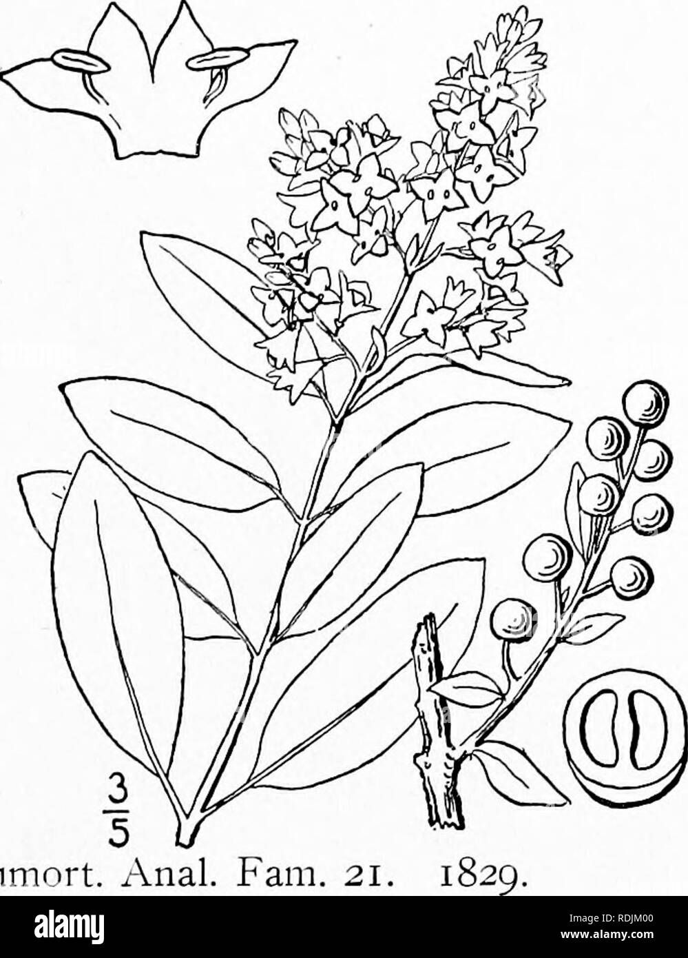 . An illustrated flora of the northern United States, Canada and the ...