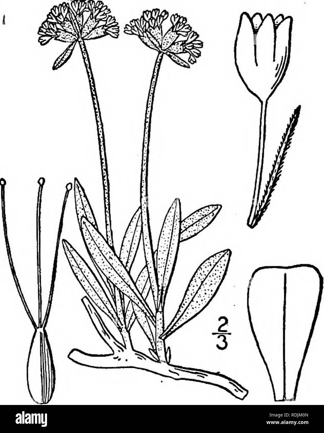 . An illustrated flora of the northern United States, Canada and the ...